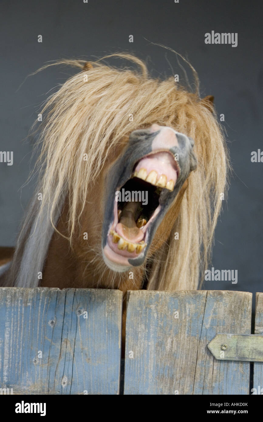 Shetlandpony - portrait - laughing Stock Photo - Alamy