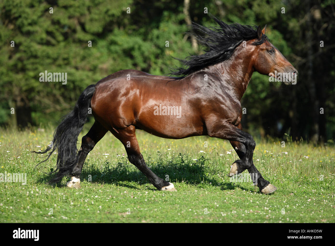 Noriker - walking on meadow Stock Photo - Alamy