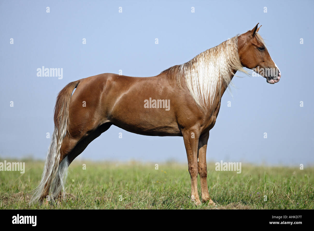 Tennessee Walking Horse. Chestnut adult standing on a pasture. seen ...