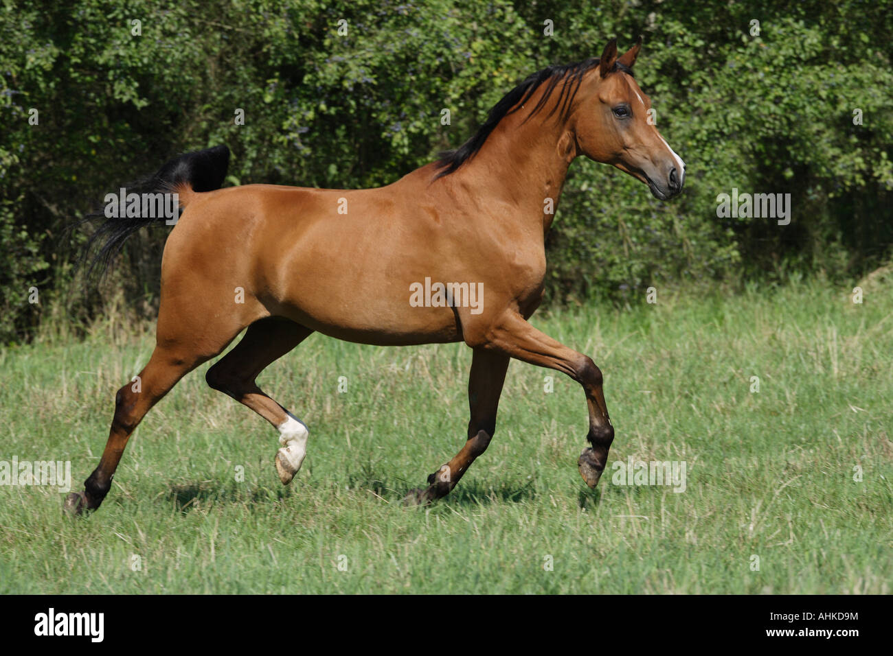 Tersk horse hi-res stock photography and images - Alamy