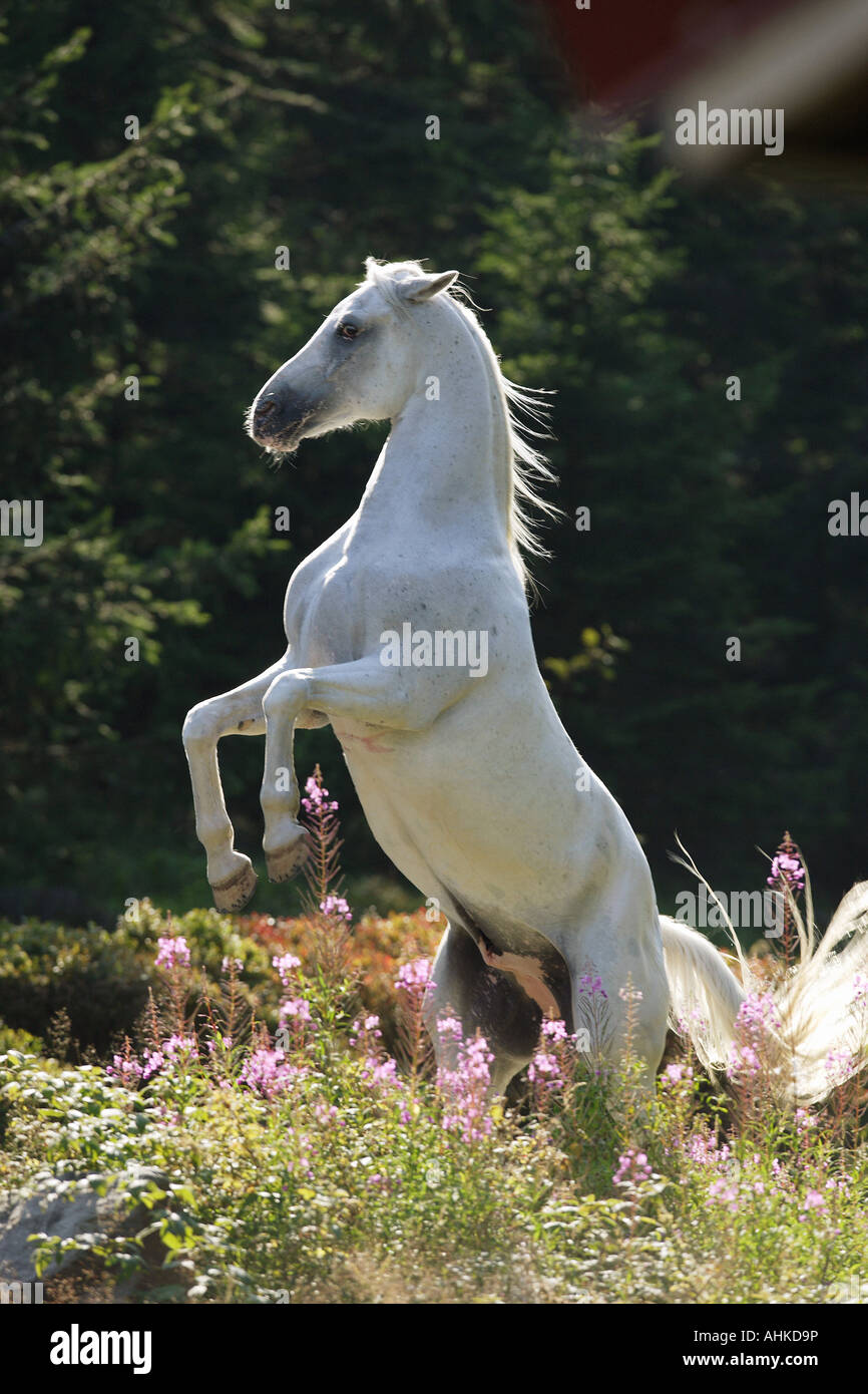 Tiger horse - rearing Stock Photo - Alamy