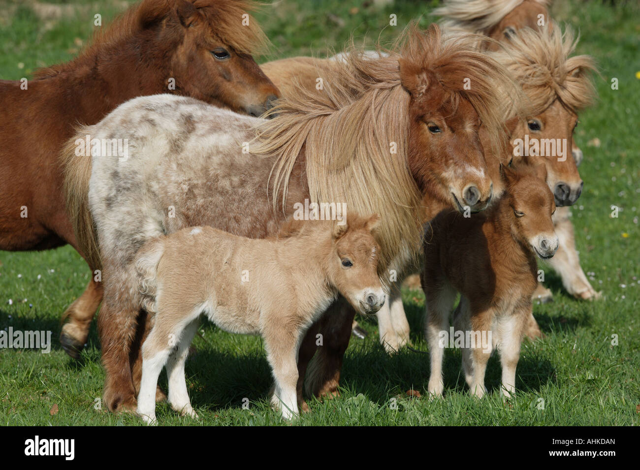 Mini Shetlandponies with foals on meadow Stock Photo - Alamy
