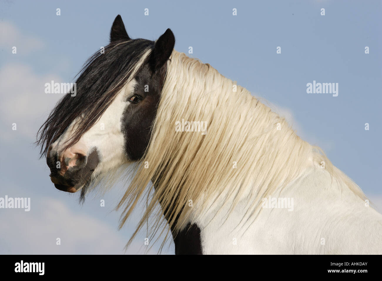Gypsy Vanner Horse. Portrait of adult Stock Photo - Alamy