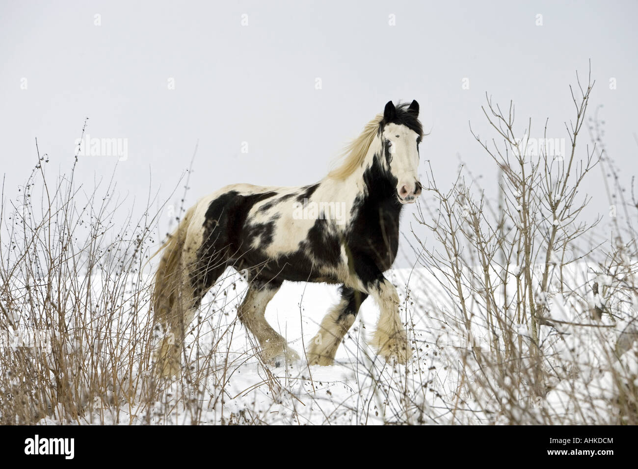 Tinker Pony - walking in snow Stock Photo - Alamy