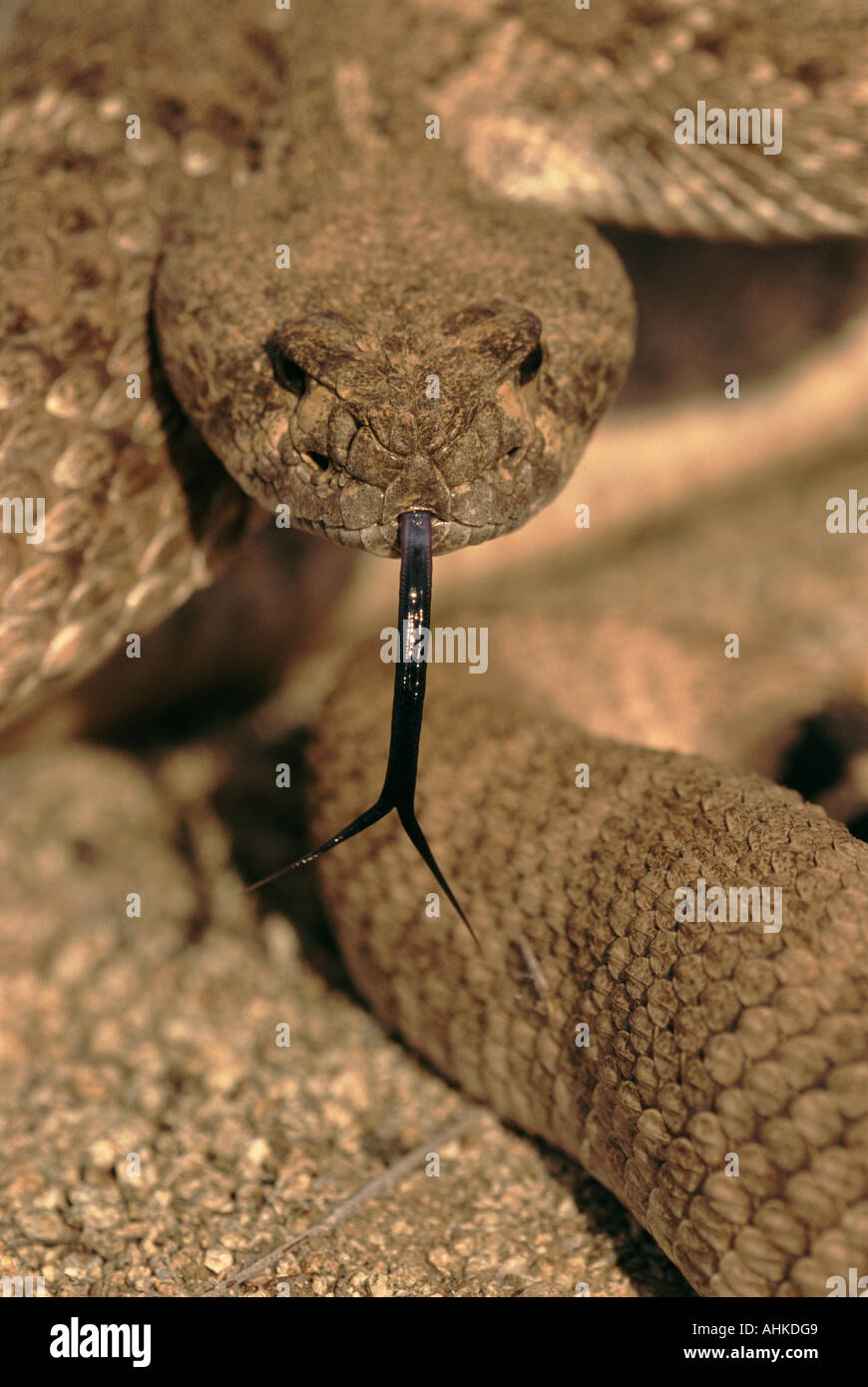 Western Diamondback Rattlesnake (Crotalus atrox) Arizona USA Stock ...