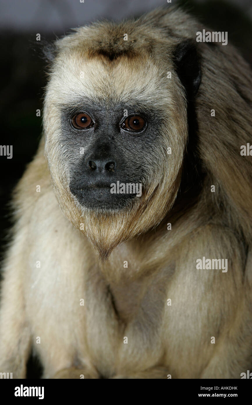 Black-howler monkey Alouatta caraya Brazil female Stock Photo - Alamy