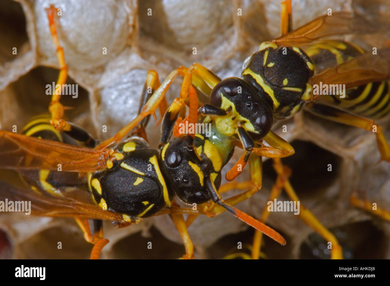 European Paper Wasps (Polistes dominulus) New York Trophallaxis male ...