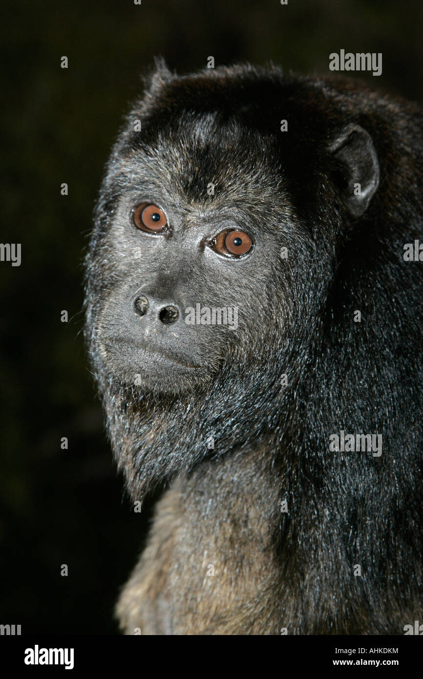 Black-howler monkey Alouatta caraya Brazil male Stock Photo - Alamy