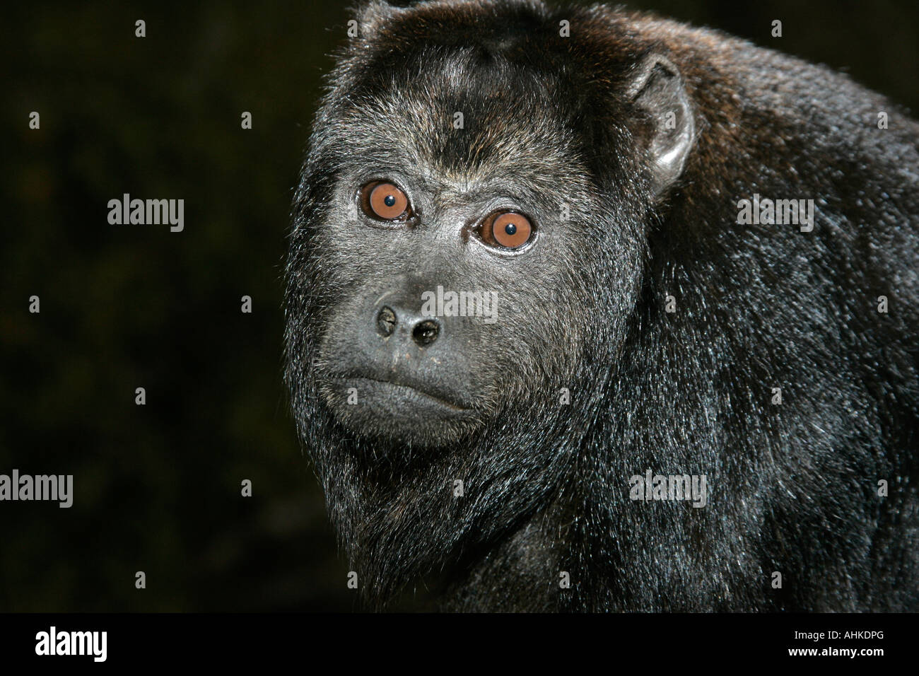 Black-howler monkey Alouatta caraya Brazil male Stock Photo - Alamy