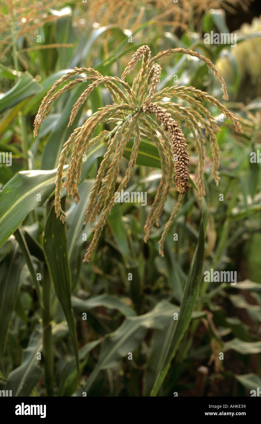 MAIZE ZEA MAYS VAR TUNIATA FLOWER HEAD Stock Photo - Alamy