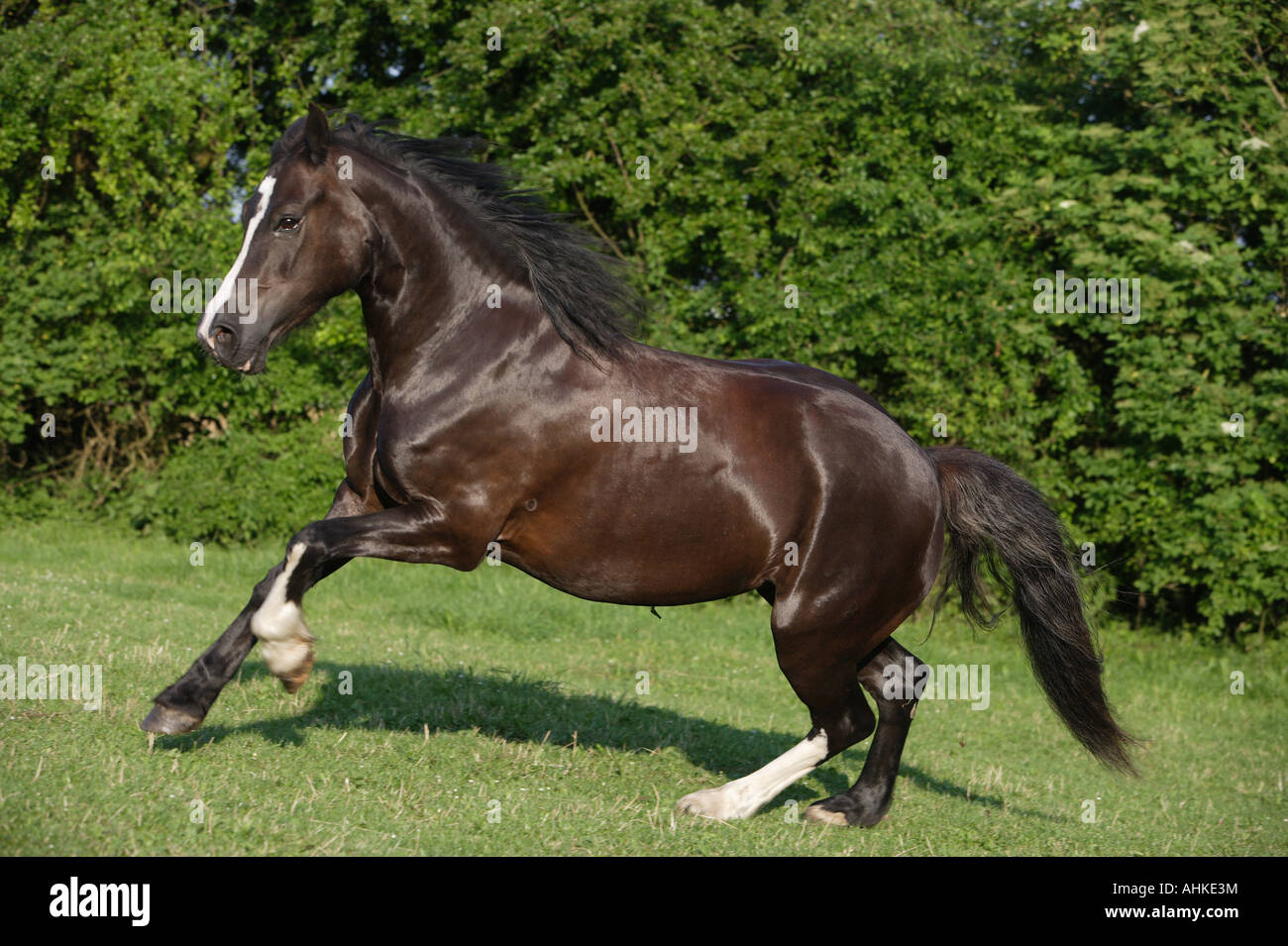 Welsh pony of cob type hi-res stock photography and images - Alamy
