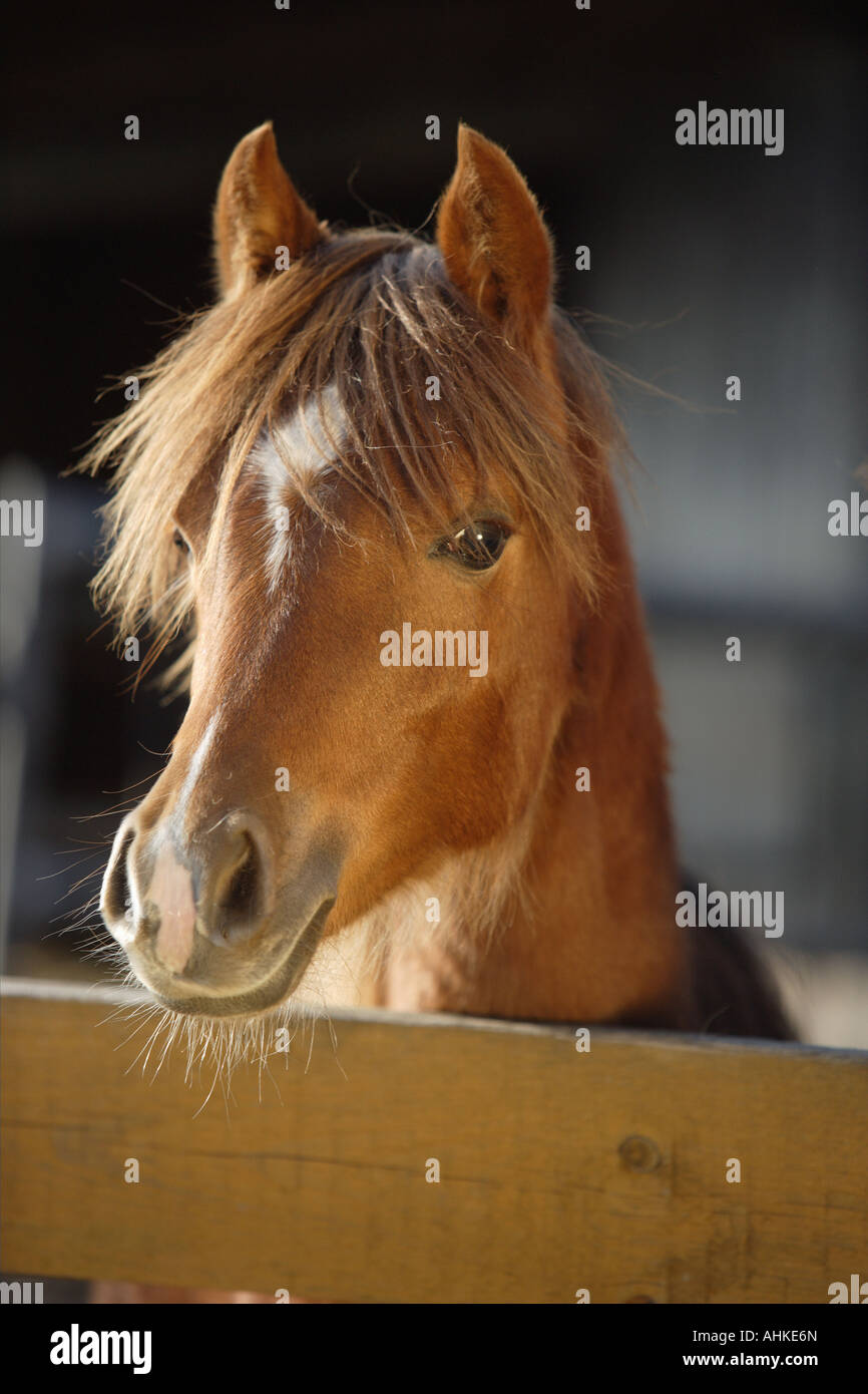 Welsh pony - portrait Stock Photo - Alamy