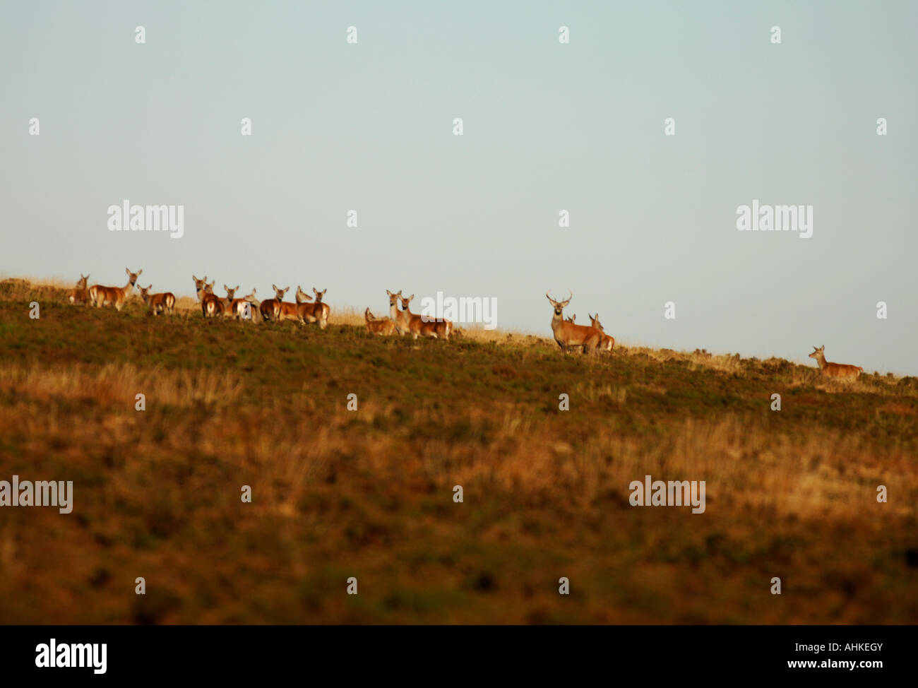 Red Deer on moorland in the Exmoor National Park as the sun rises Stock ...