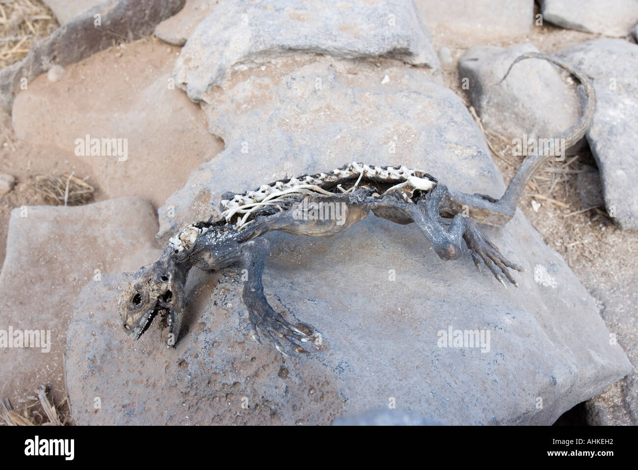 Ecuador Galapagos Islands Skeleton of dead Marine Iguana Amblyrhynchus ...