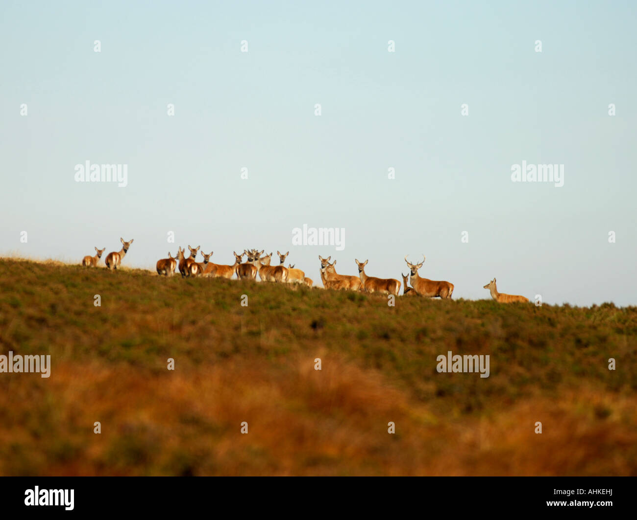 Red Deer on moorland in the Exmoor National Park as the sun rises Stock ...