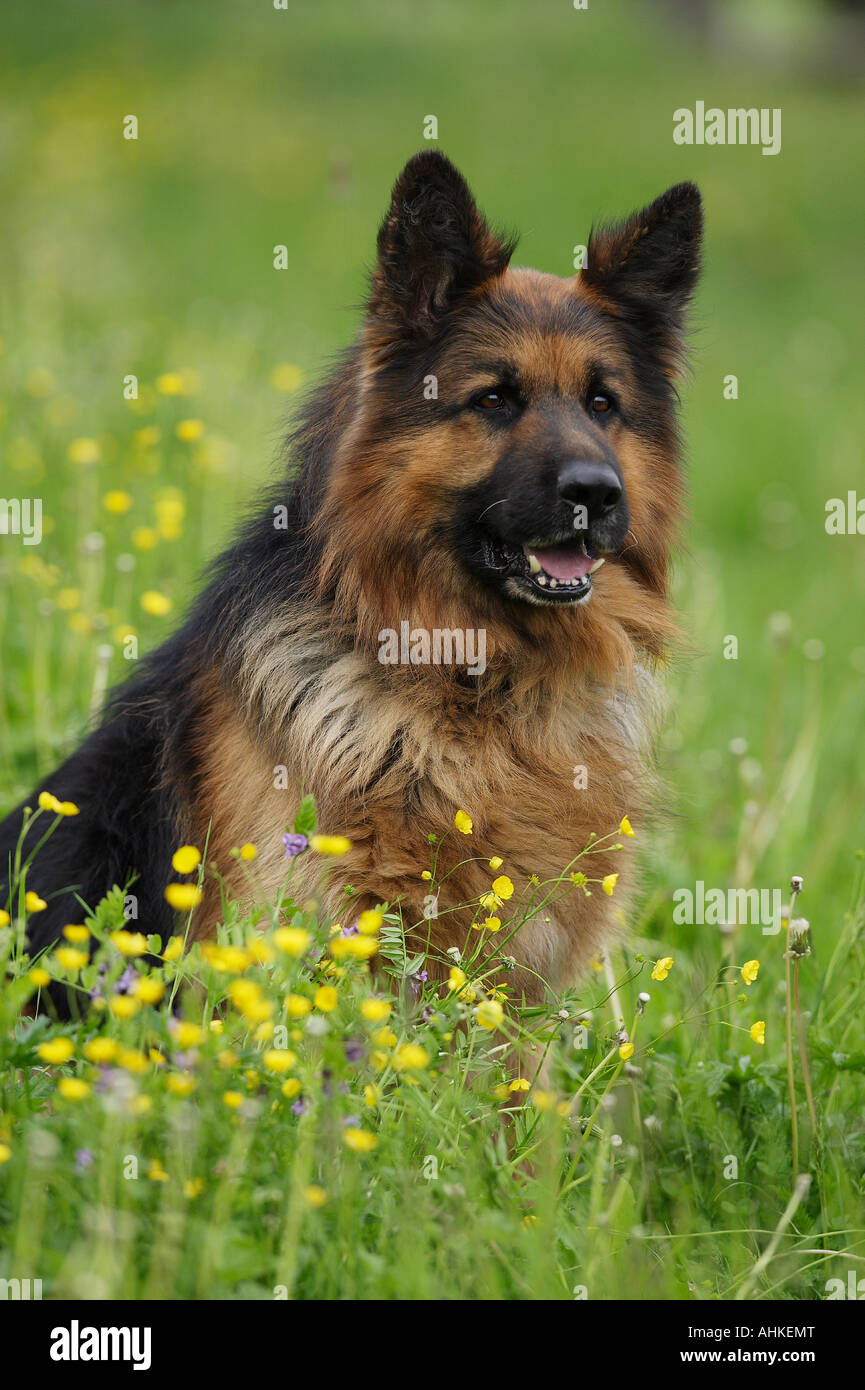 Old Fashioned German Shepherd