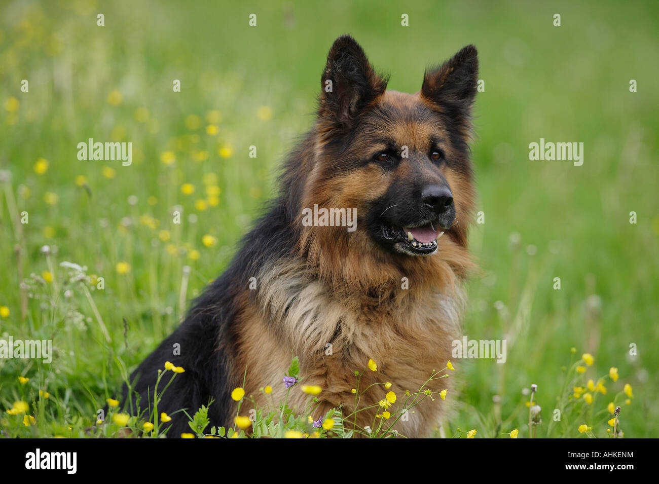 Old german shepherd dogs hi-res stock photography and images - Alamy