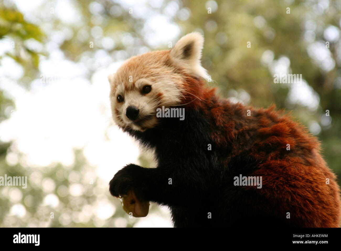 Red Panda in trees holding food, Lille Zoo, France Stock Photo - Alamy
