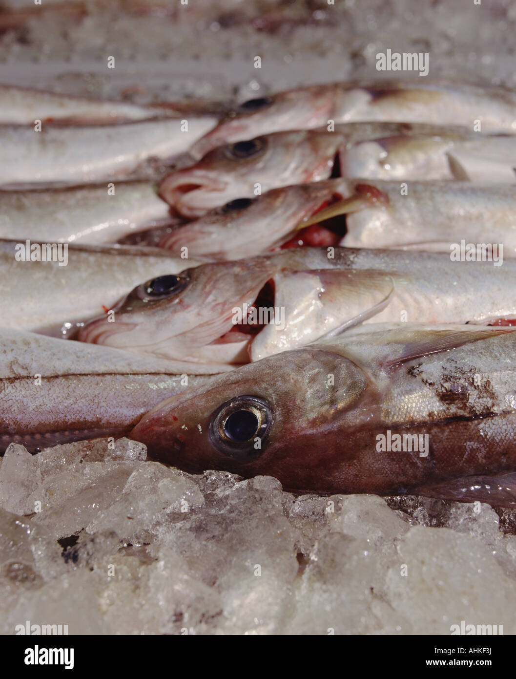 Fish packed in ice at fishmarket Stock Photo - Alamy