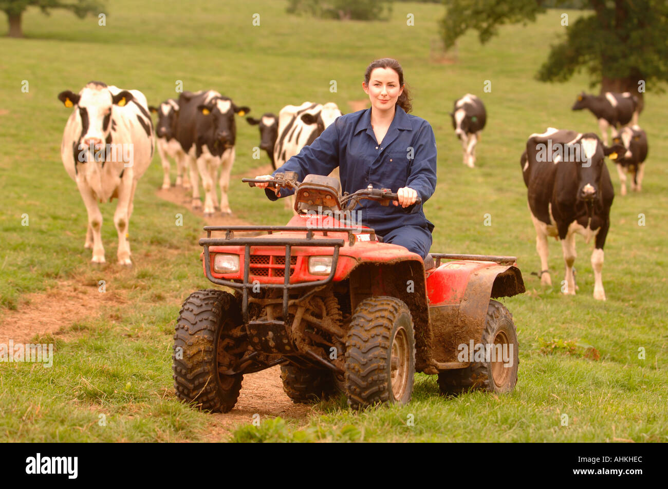 A FEMALE FARMER RIDING A QUAD BIKE ON A DAIRY FARM IN GLOUCESTERSHIRE ...
