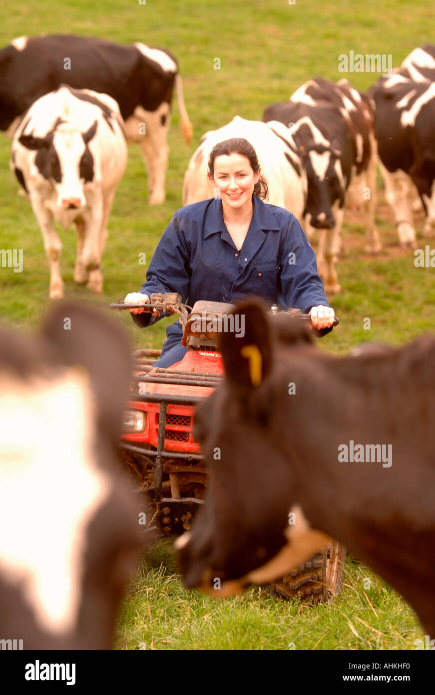 A FEMALE FARMER RIDING A QUAD BIKE ON A DAIRY FARM IN GLOUCESTERSHIRE ...