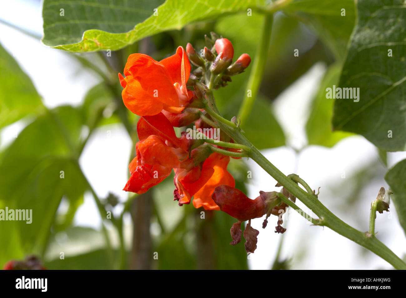 Runner bean flower hi-res stock photography and images - Alamy