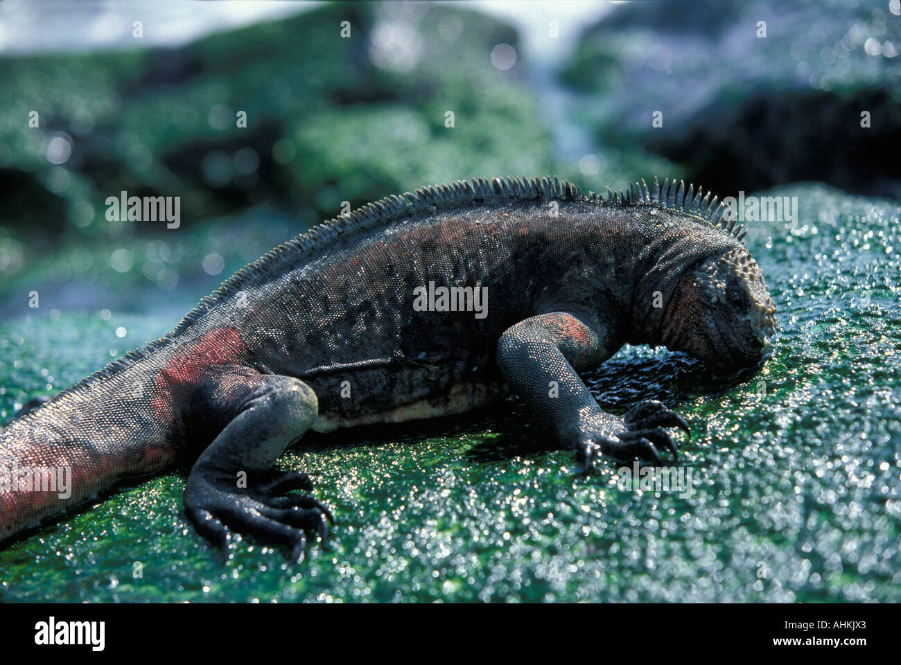 Marine iguana eating algae hi-res stock photography and images - Alamy