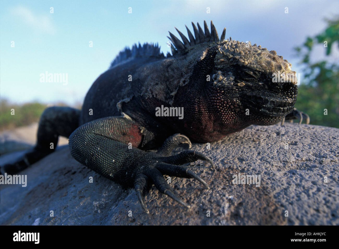 Iguana toes hi-res stock photography and images - Alamy
