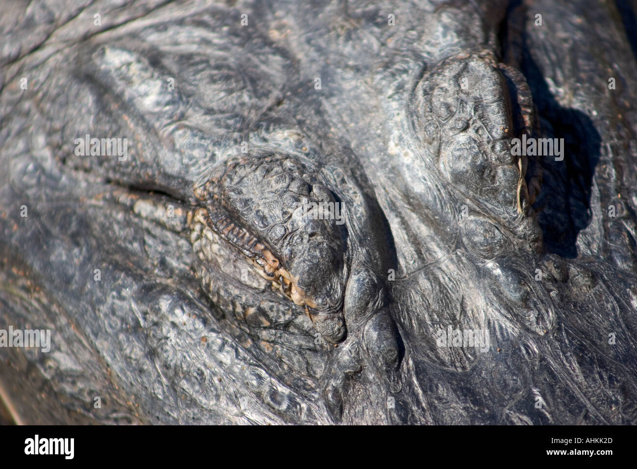 Eyelids Detail American Alligator Detail Adelaide Zoo Australia Stock ...