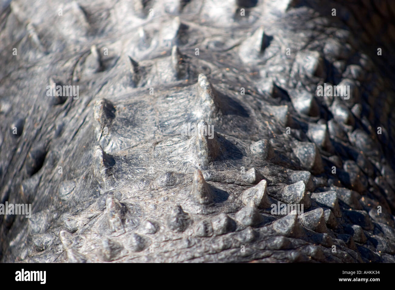 Alligator back hi-res stock photography and images - Alamy