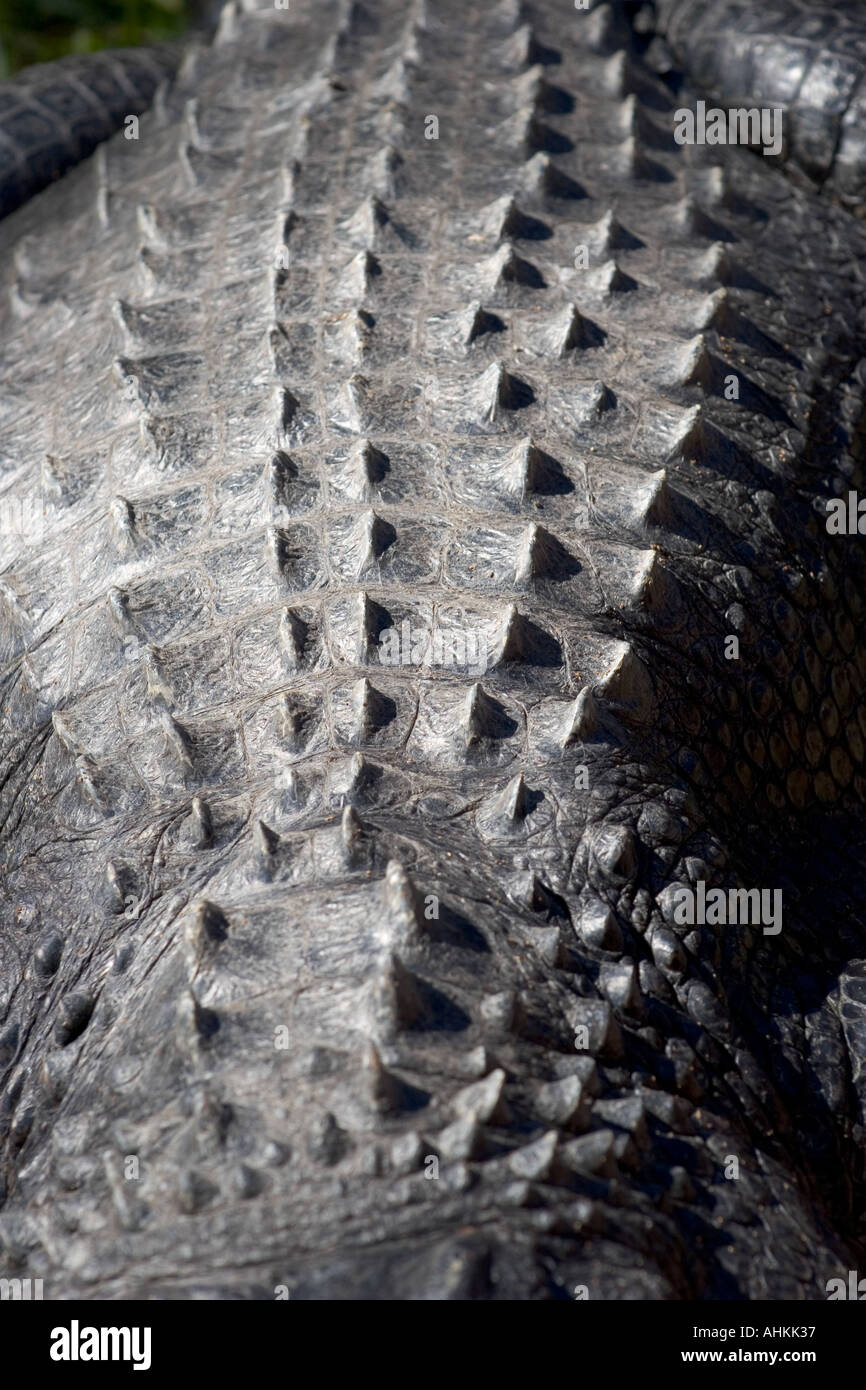 American Alligator Detail Adelaide Zoo Australia Stock Photo - Alamy