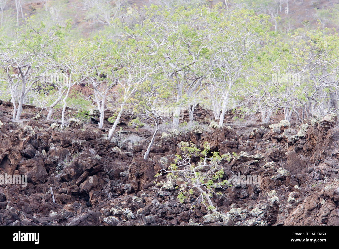 Ecuador Galapagos Islands Trees grow in black lava flow on Floreana ...
