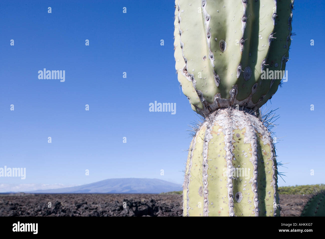 Ecuador Galapagos Islands Lone cactus grows from black lava covered ...