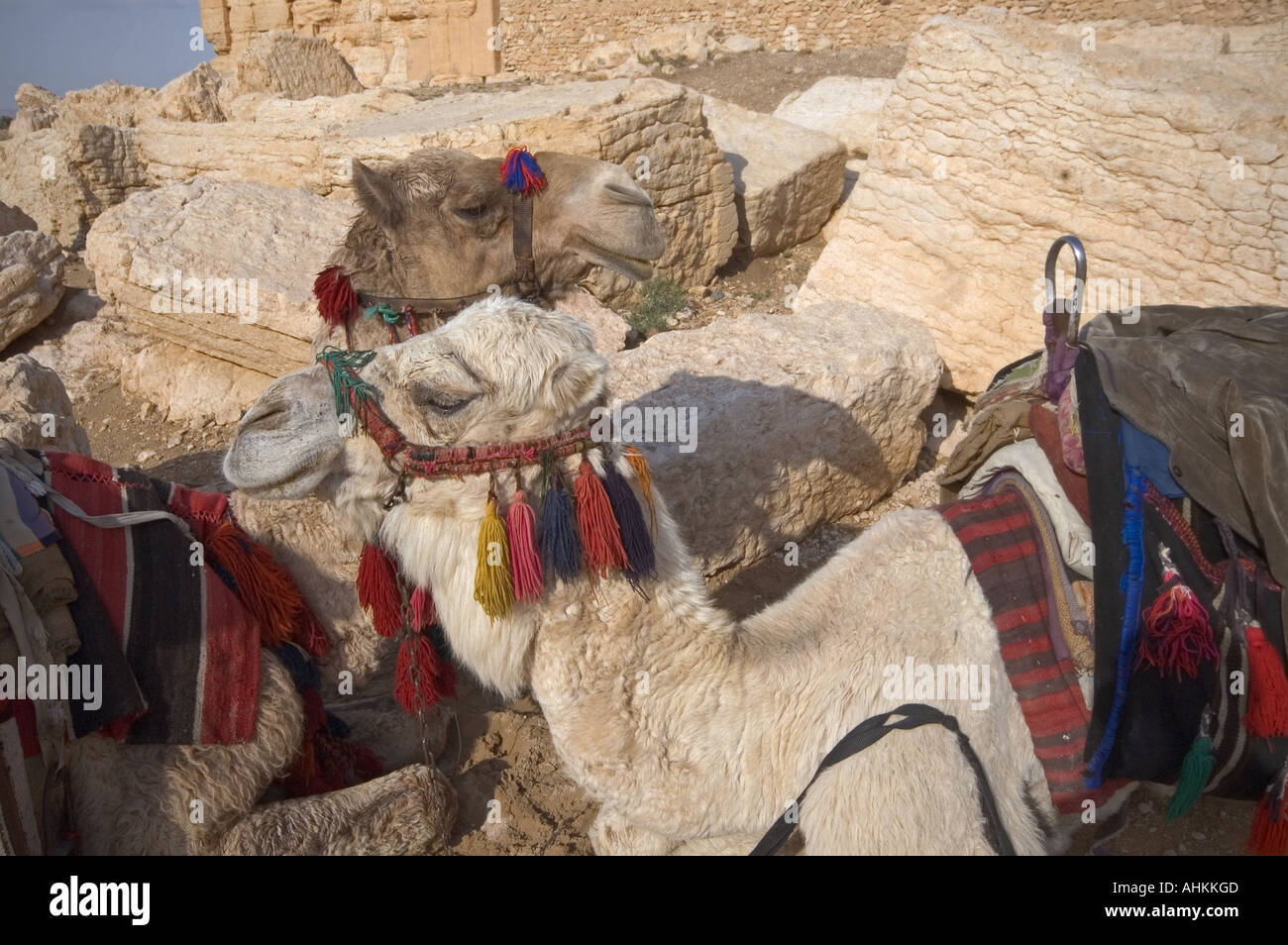 The camel and jupiter hi-res stock photography and images - Alamy