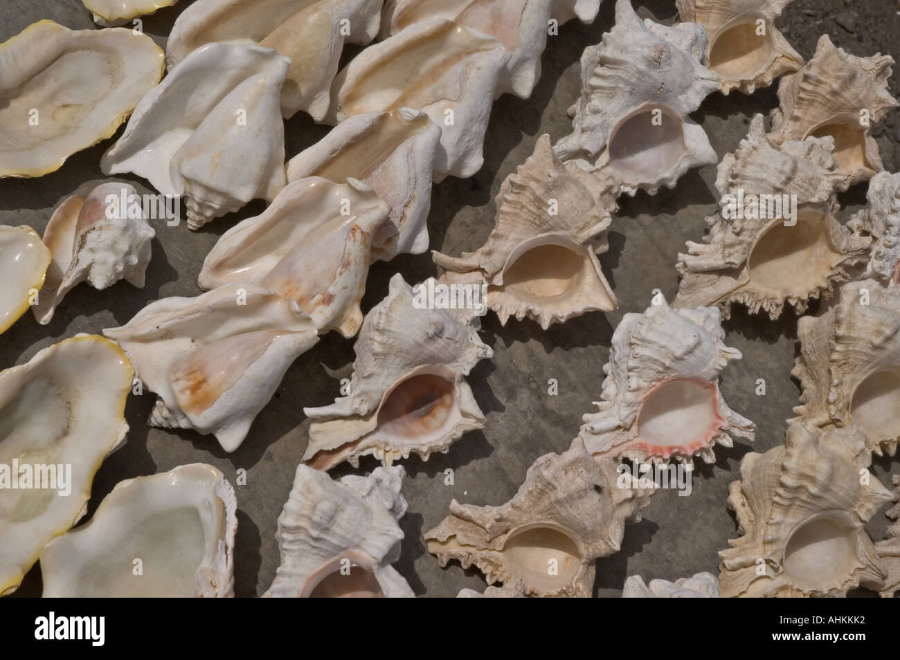 Egypt Alexandria rows shells for sale market stall Stock Photo - Alamy