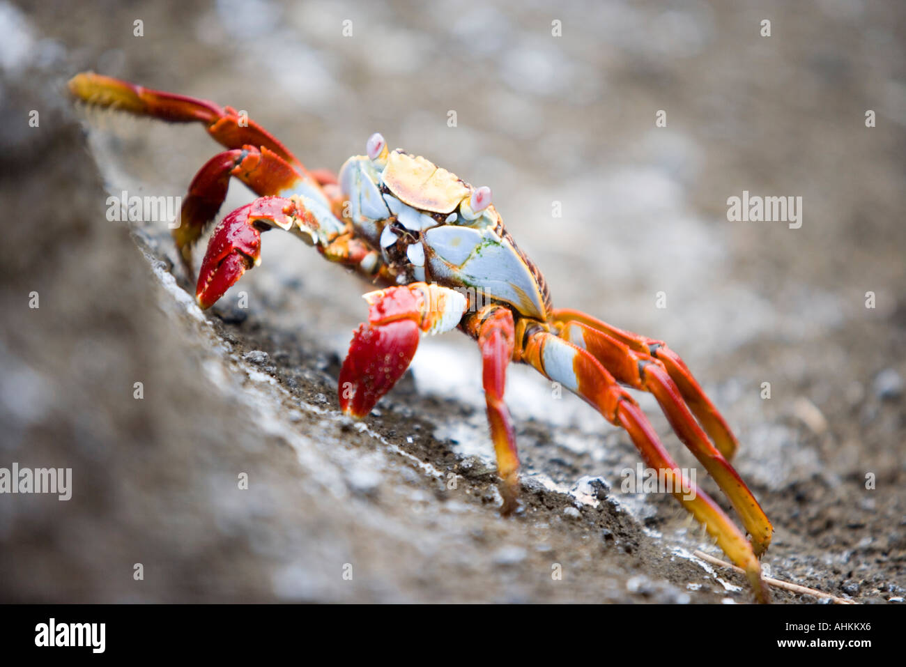 Scuttles hi-res stock photography and images - Alamy