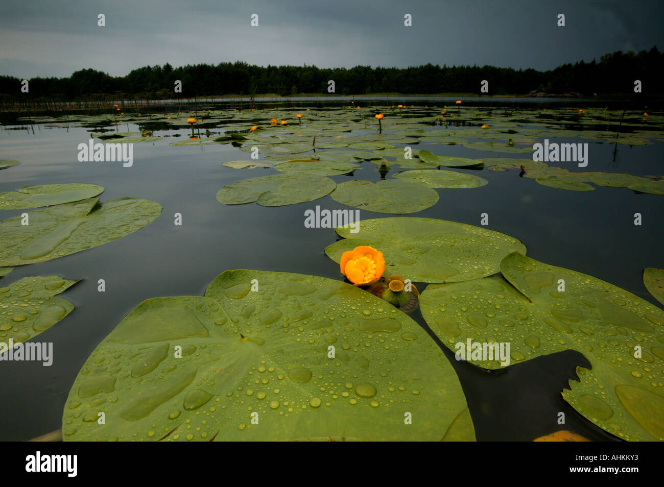 Rade flower hi-res stock photography and images - Alamy