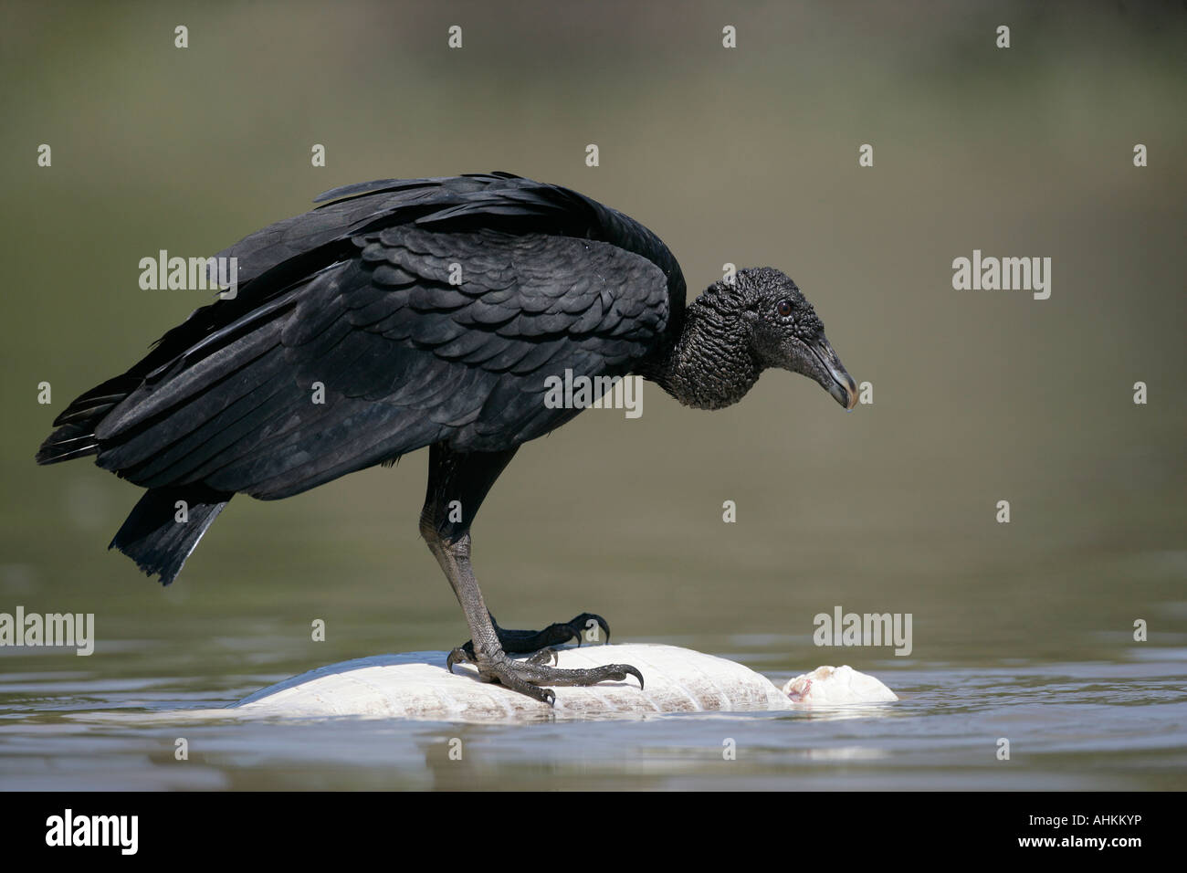 Black vulture Coragyps atratus Brazil On Caiman Stock Photo - Alamy