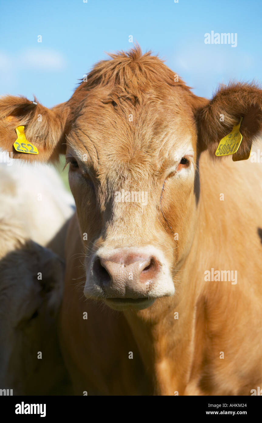 Limousine cattle uk hi-res stock photography and images - Alamy