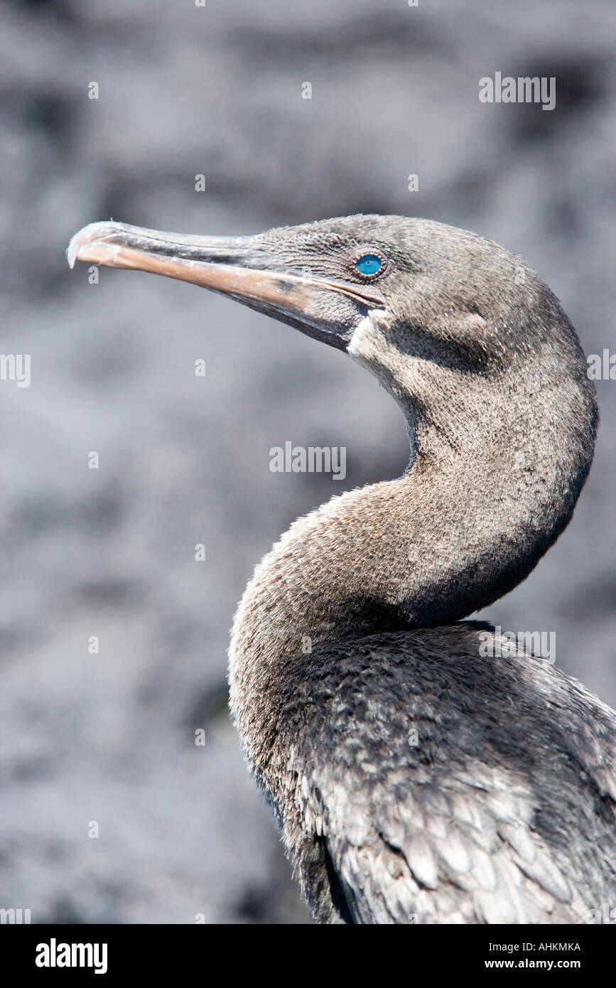 Ecuador Galapagos Islands Galapagos Flightless Cormorant Nannopterum ...