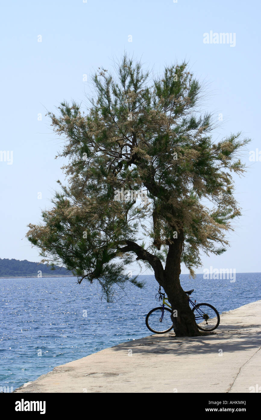 Propped tree branch hi-res stock photography and images - Alamy