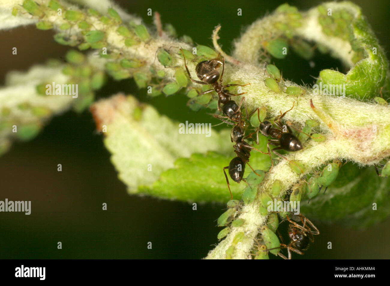 Ants protect aphids hi-res stock photography and images - Alamy