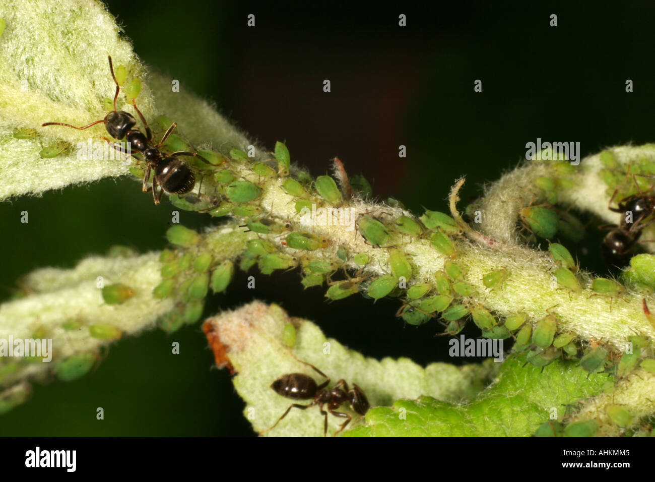 Ants farming Aphids for honey dew on an apple tree Stock Photo - Alamy