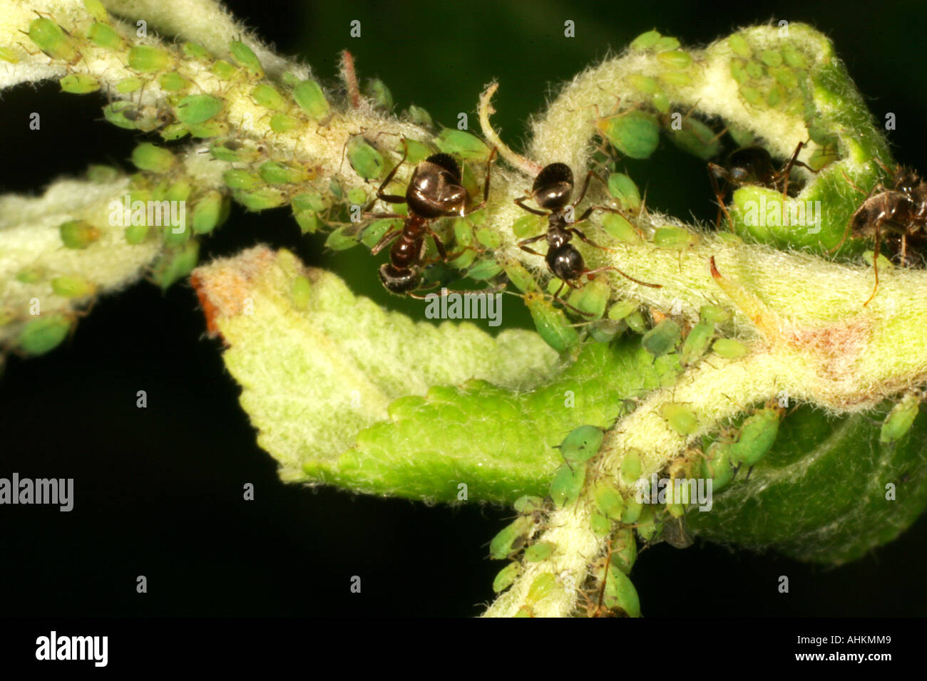 Ants farming Aphids for honey dew on an apple tree Stock Photo - Alamy
