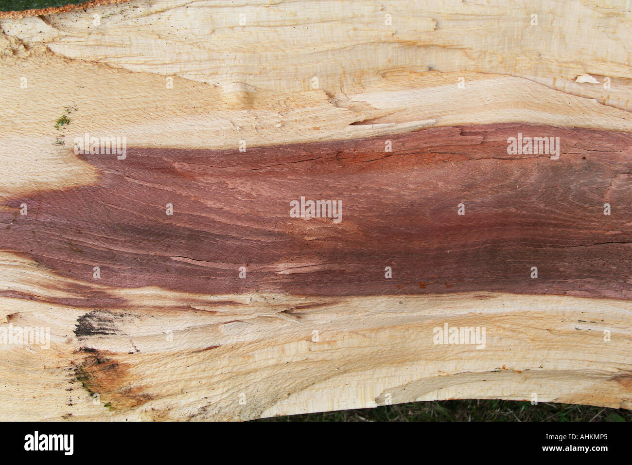 Break in tree trunk after tree had fallen showing clean wood Stock ...