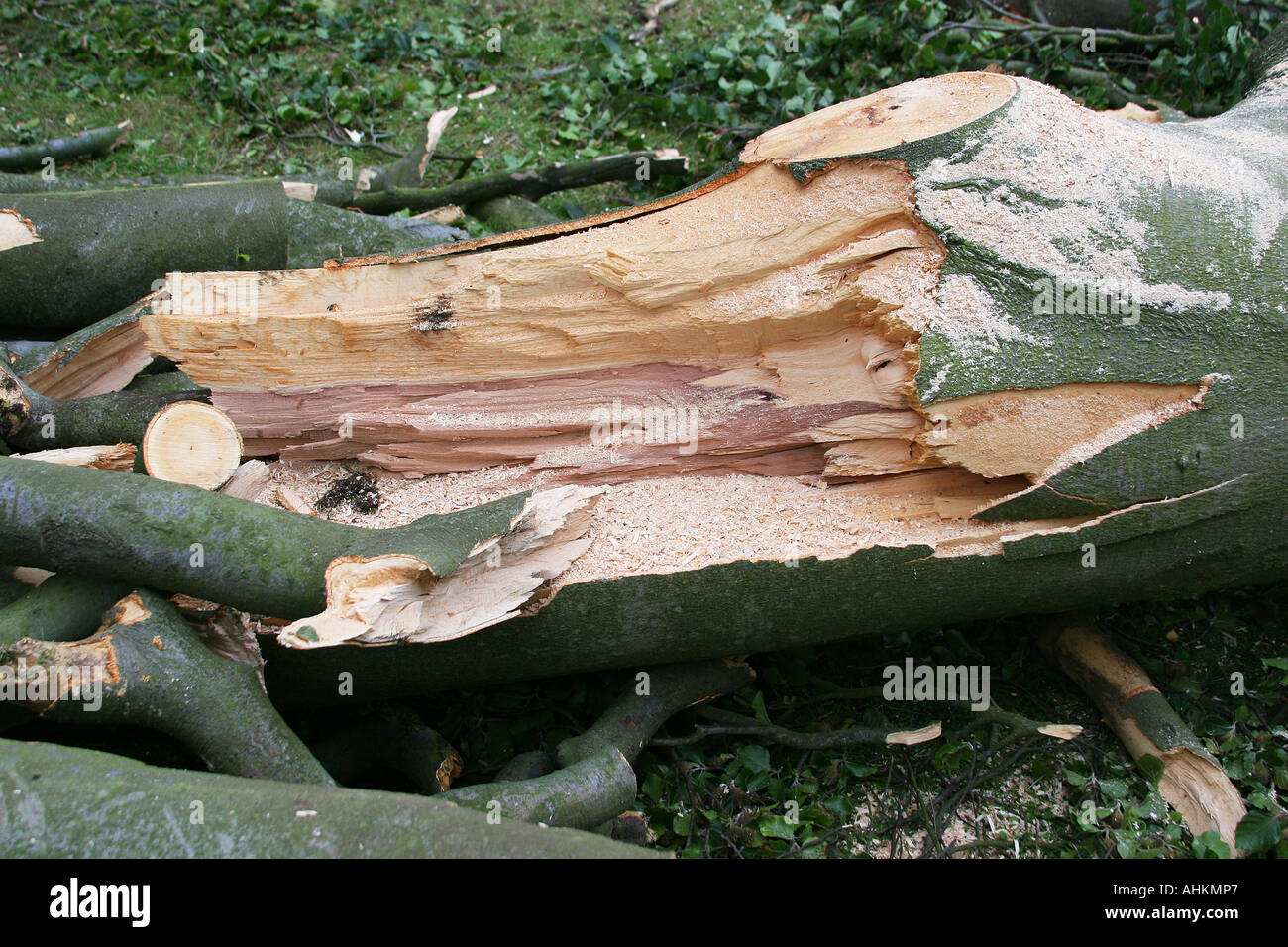 Break in tree trunk after tree had fallen showing clean wood Stock ...