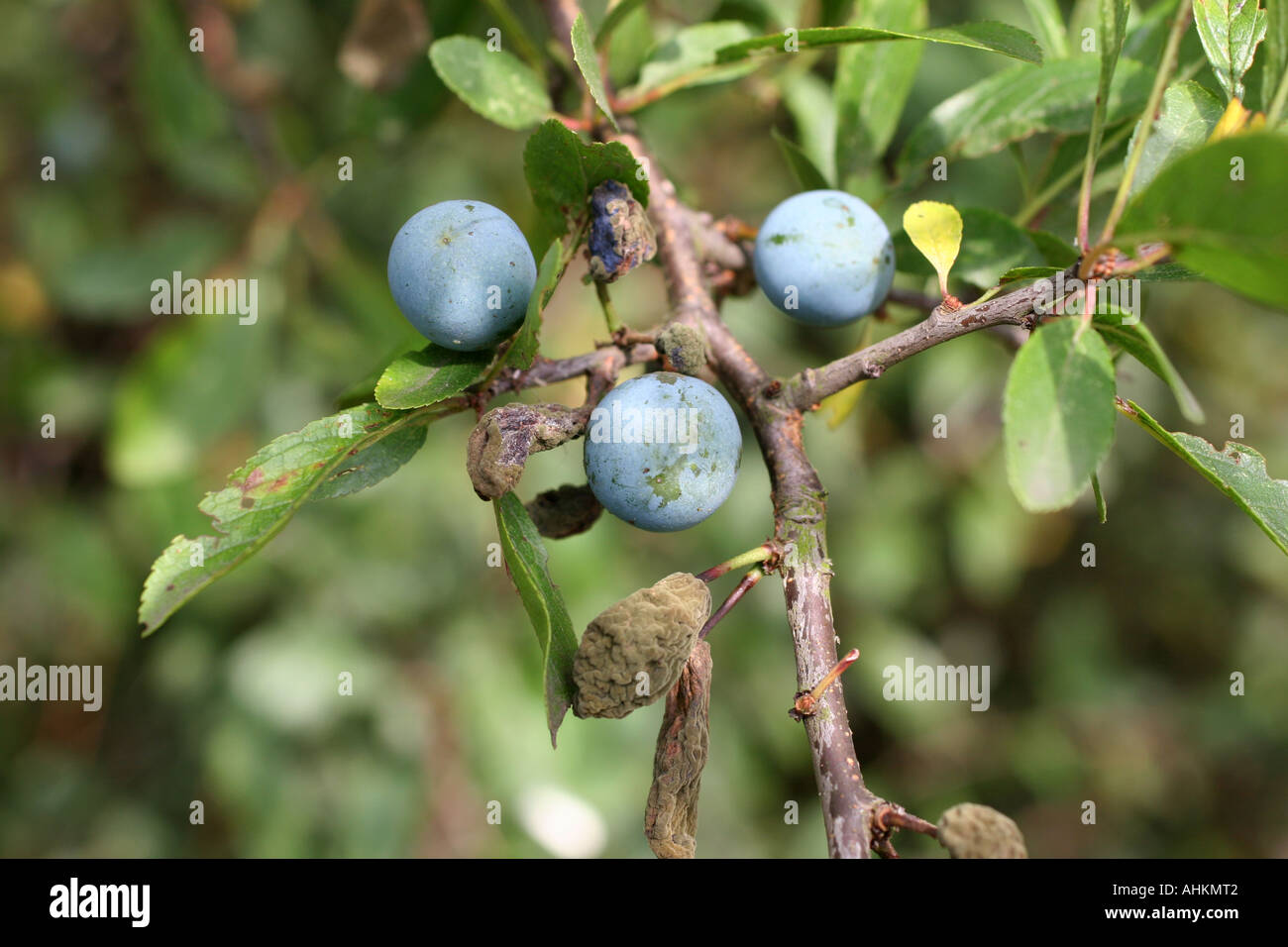 Damson on tree hi-res stock photography and images - Alamy
