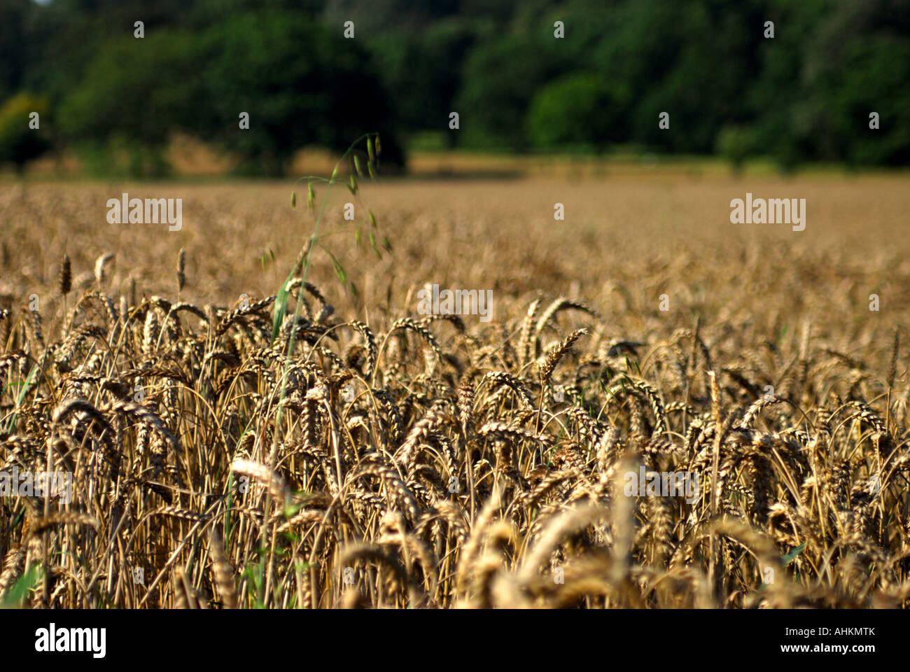A field of crop drying in a field near Tiverton Devon Stock Photo - Alamy