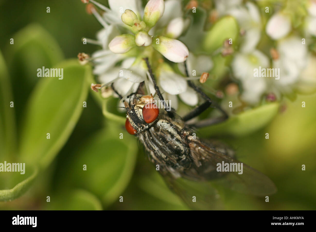 Compound house flower hi-res stock photography and images - Alamy