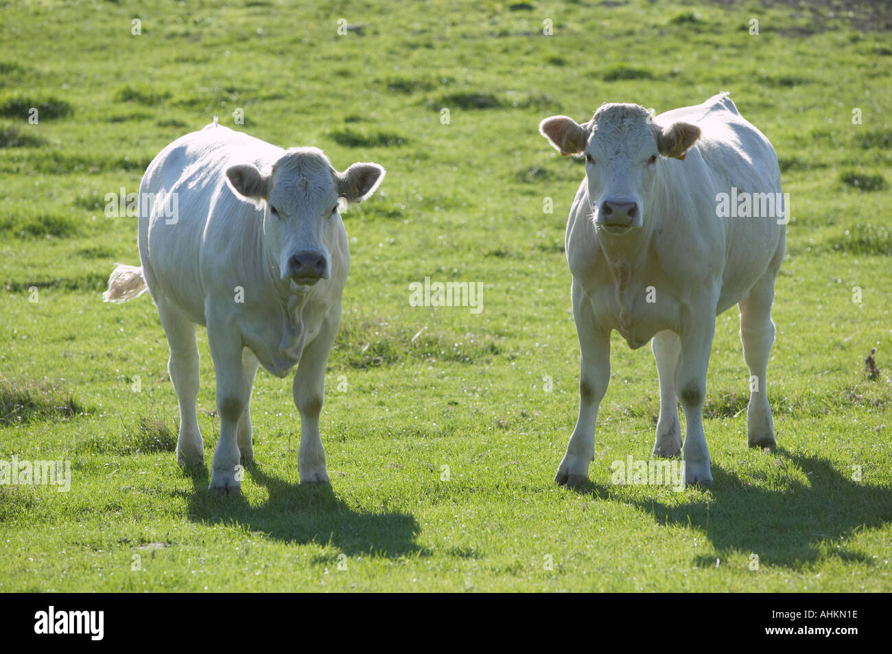 Cattle livestock charolais cross hi-res stock photography and images ...